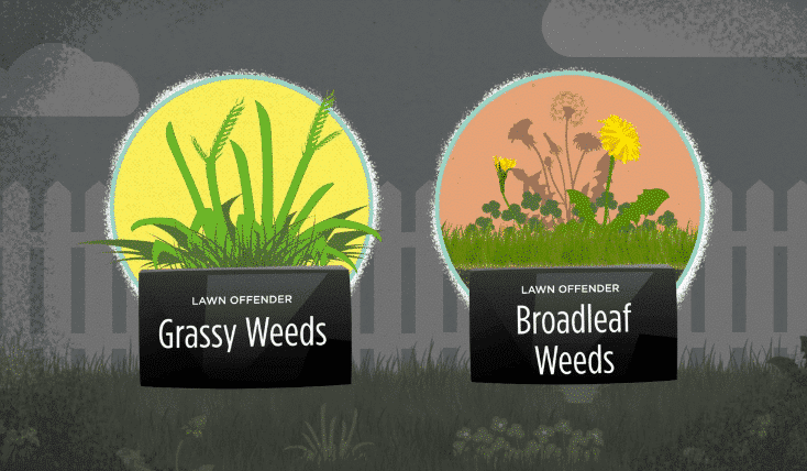 How to Control Weeds in Your Lawn | Jonathan Green