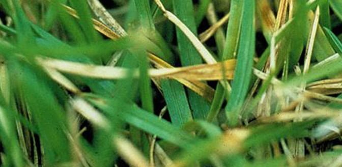 Everything You Need to Know About Lawn Fungus in 2020 , Jonathan Green