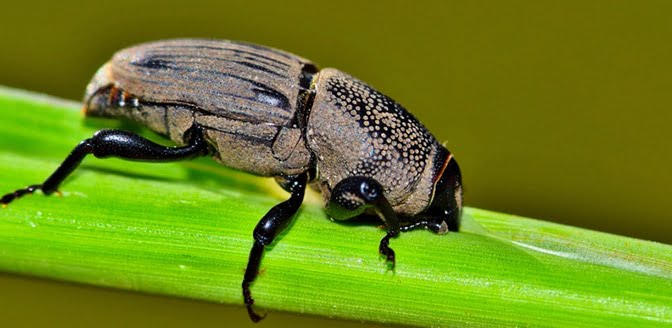Guide for Turf-Professionals on Identifying, Treating, and Preventing ...