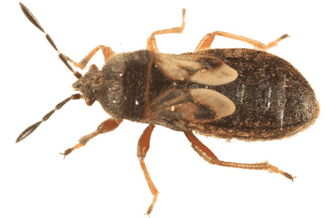 How do I control chinch bugs? | Jonathan Green