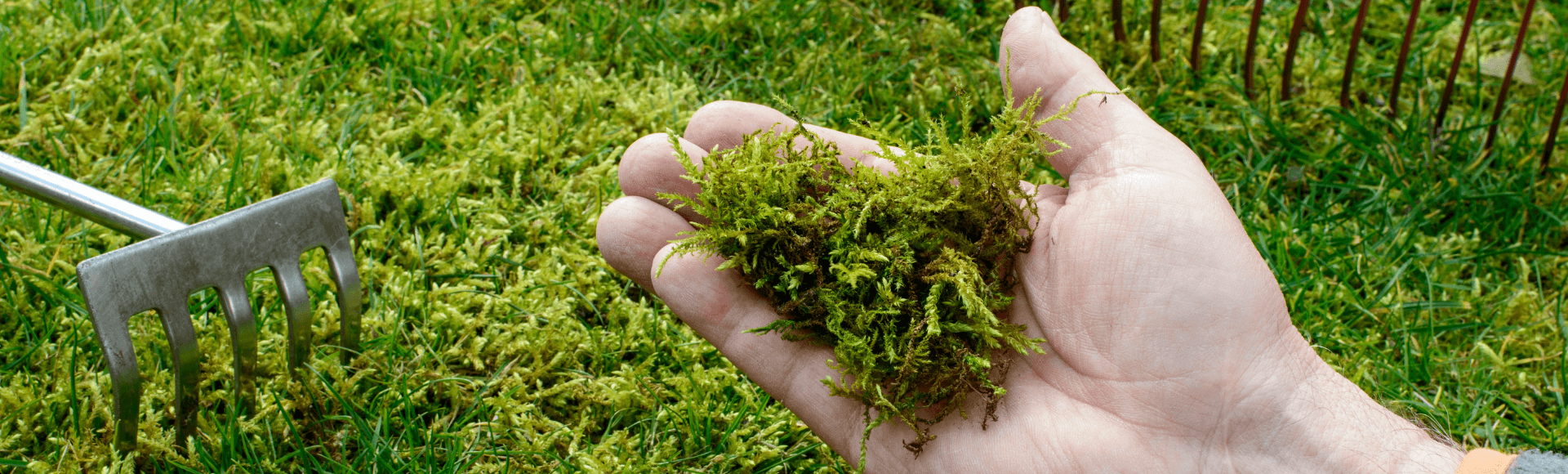 Eliminating Moss from Lawns | Jonathan Green