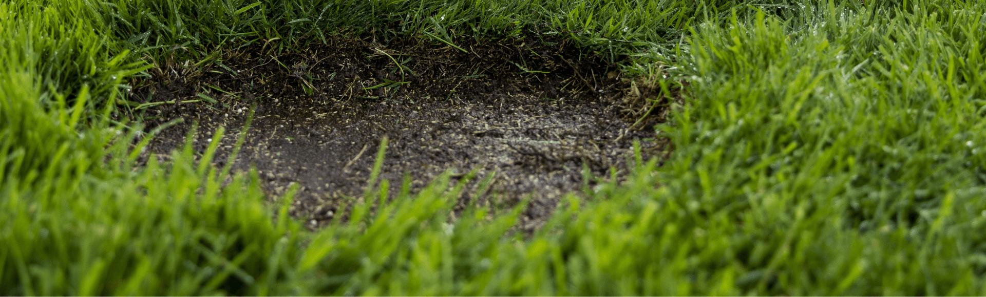 How to Repair Bald Spots in Your Lawn | Jonathan Green