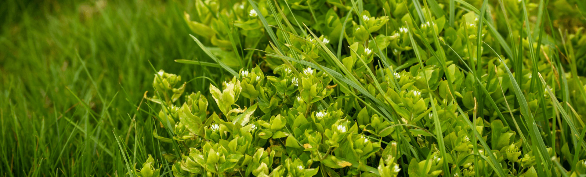 Pre-Emergent Weed Control | Jonathan Green