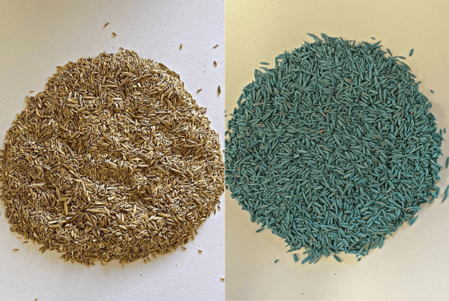 Coated Vs Uncoated Grass Seed