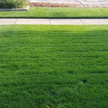 Top Dress Seedling Cover & Growth Accelerator - Grass Seed Mulch