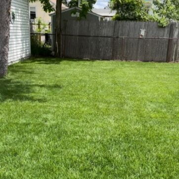 Veri-Green Nitrogen Rich Lawn Fertilizer | Jonathan Green