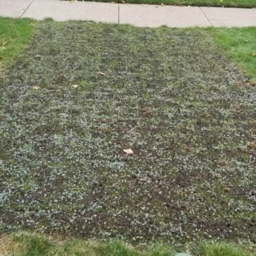 Top Dress Seedling Cover & Growth Accelerator - Grass Seed Mulch