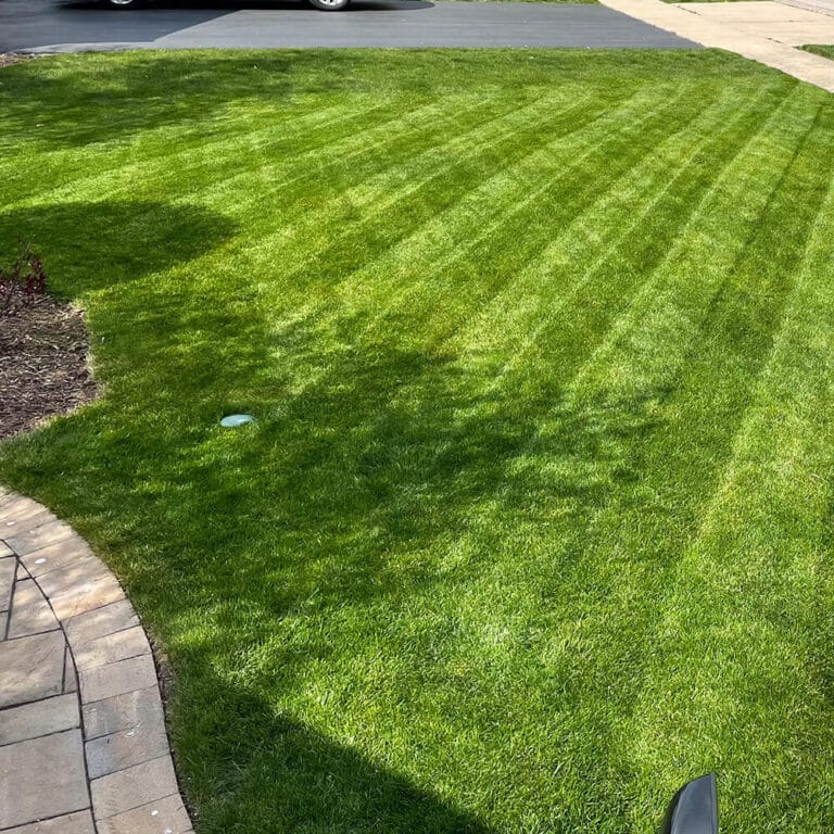 High Traffic Grass Seed - Heavy Traffic Grass | Jonathan Green