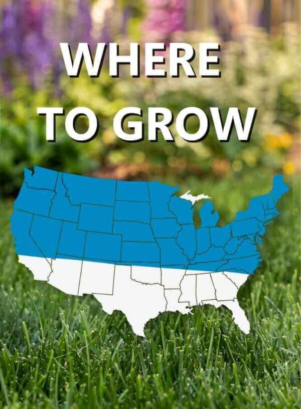 Blue Panther® Kentucky Bluegrass Grass Seed | Jonathan Green