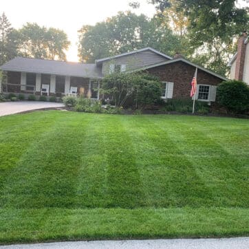 Blue Panther® Kentucky Bluegrass Grass Seed | Jonathan Green