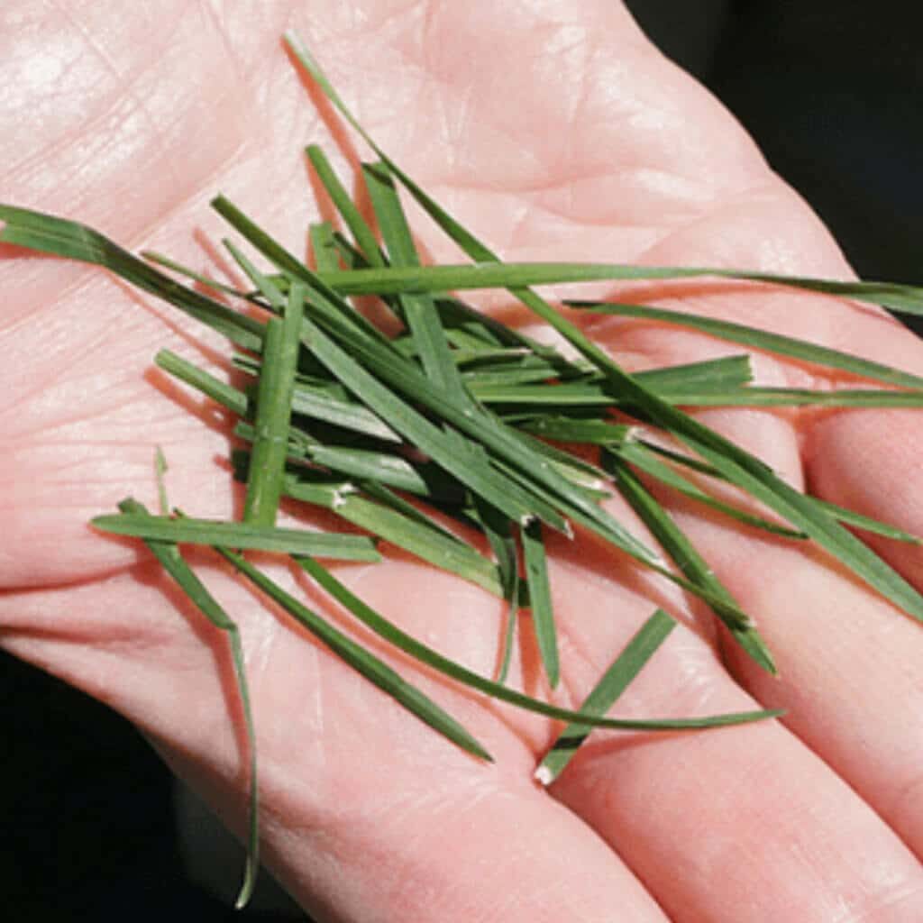 Black Beauty® Pacific Northwest Grass Seed - PNW Grass Seed | Jonathan ...