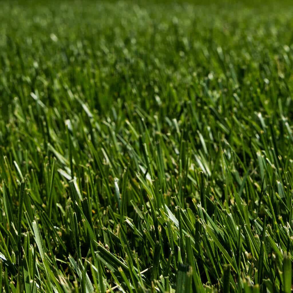 Black Beauty® Original Grass Seed - Drought Tolerant Tall Fescue Turf