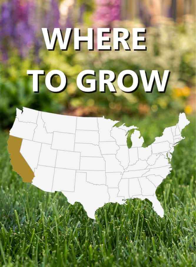 Black Beauty® Golden State California Grass Seed l Jonathan Green
