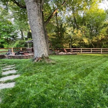 Black Beauty® Dense Shade Grass Seed l Jonathan Green
