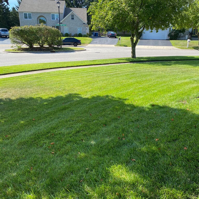 High Traffic Grass Seed - Heavy Traffic Grass | Jonathan Green