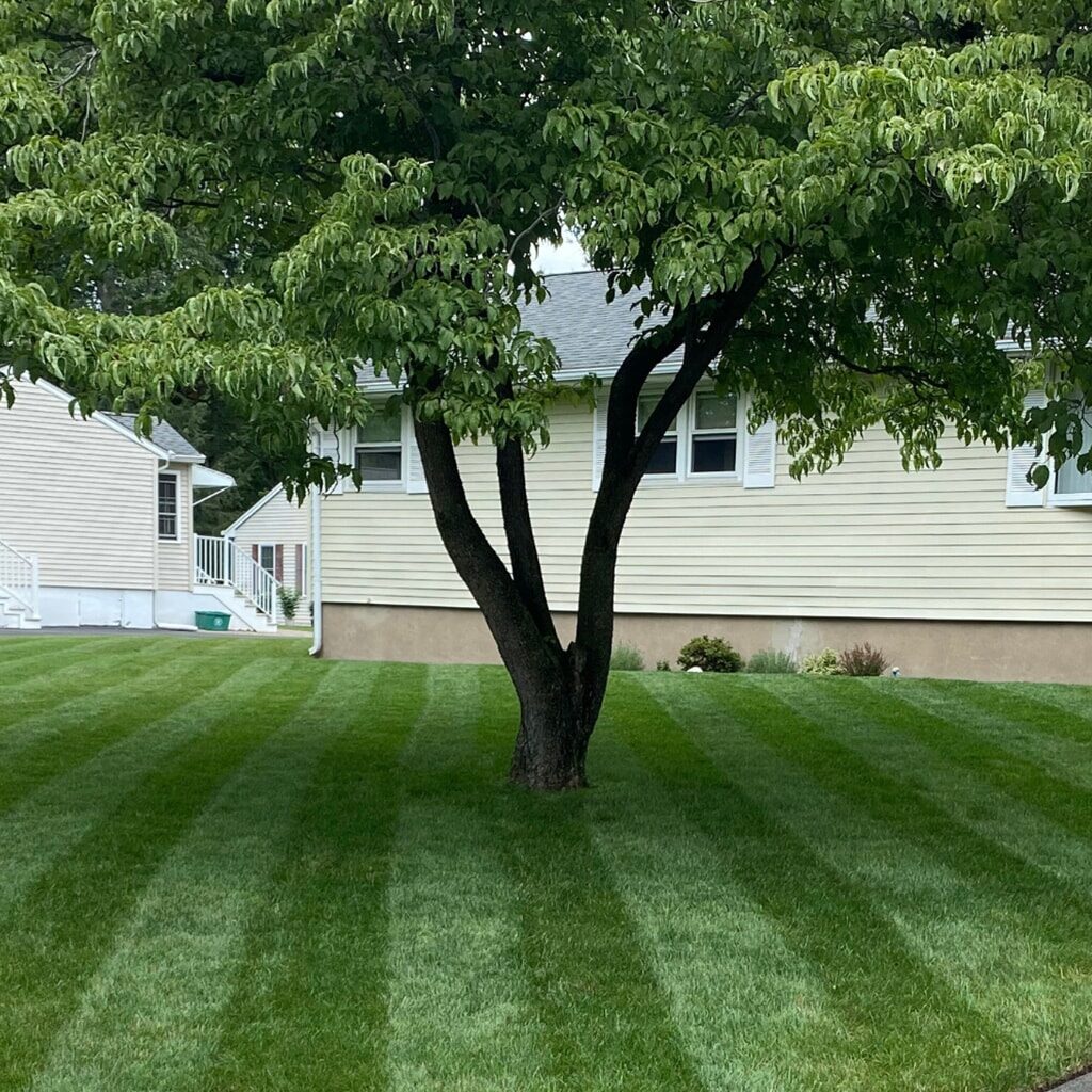 Black Beauty® Dense Shade Grass Seed l Jonathan Green