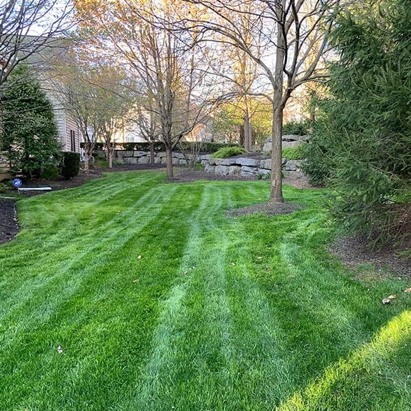Grass Seed & Fertilizer Bundle for Shady Lawns l Jonathan Green