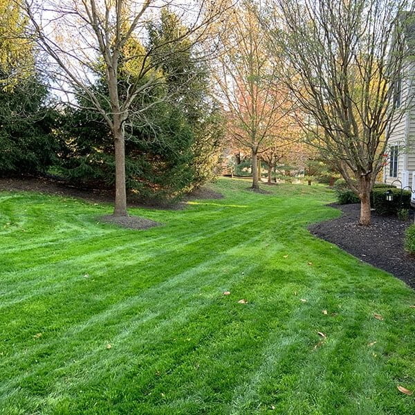 Grass Seed & Fertilizer Bundle for Shady Lawns l Jonathan Green