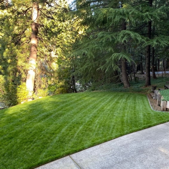 Veri-Green Starter Fertilizer for Seeding & Sodding | Jonathan Green