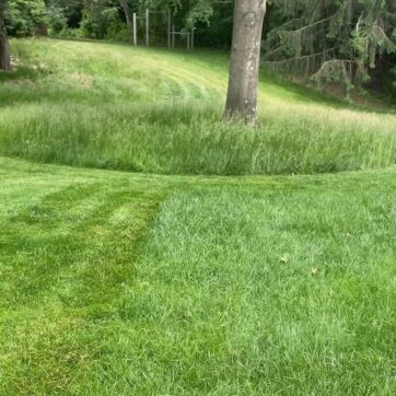 Wildflower and Meadow Grass Mix | Jonathan Green